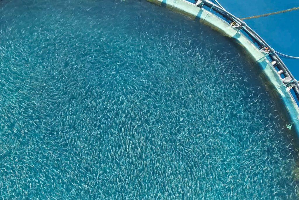 Smart Aquaculture